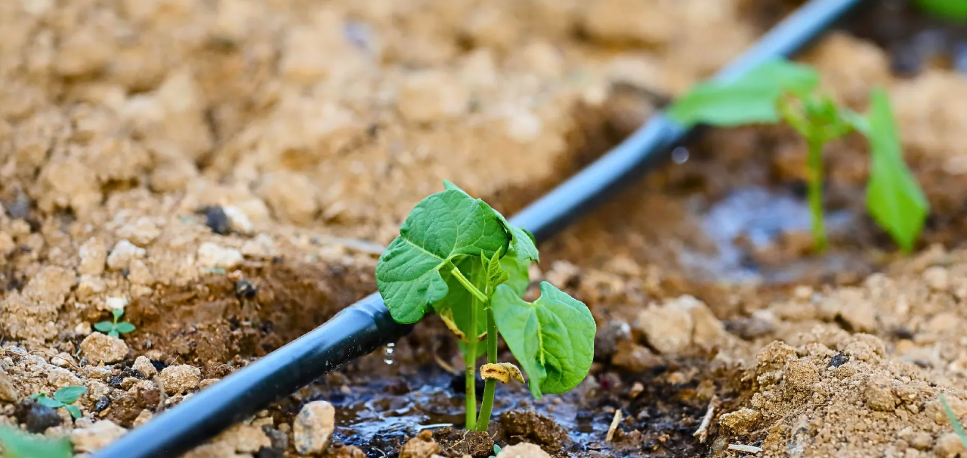 Beneficios y secretos del riego por goteo | COMPO EXPERT